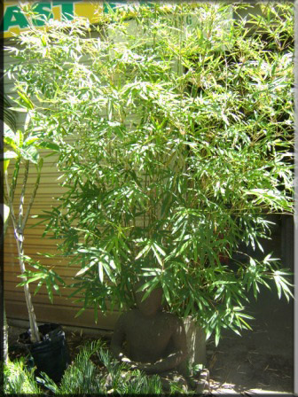 Coast Road Palms-For The Tropical Look - Bamboo Bambusa Multiplex – var ...