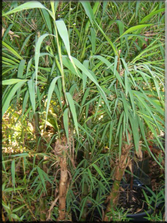 Coast Road Palms-For The Tropical Look - Bamboo Otatea Acuminata ...