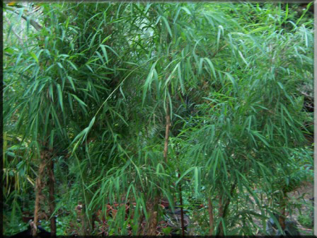 Coast Road Palms-For The Tropical Look - Bamboo Otatea Acuminata ...